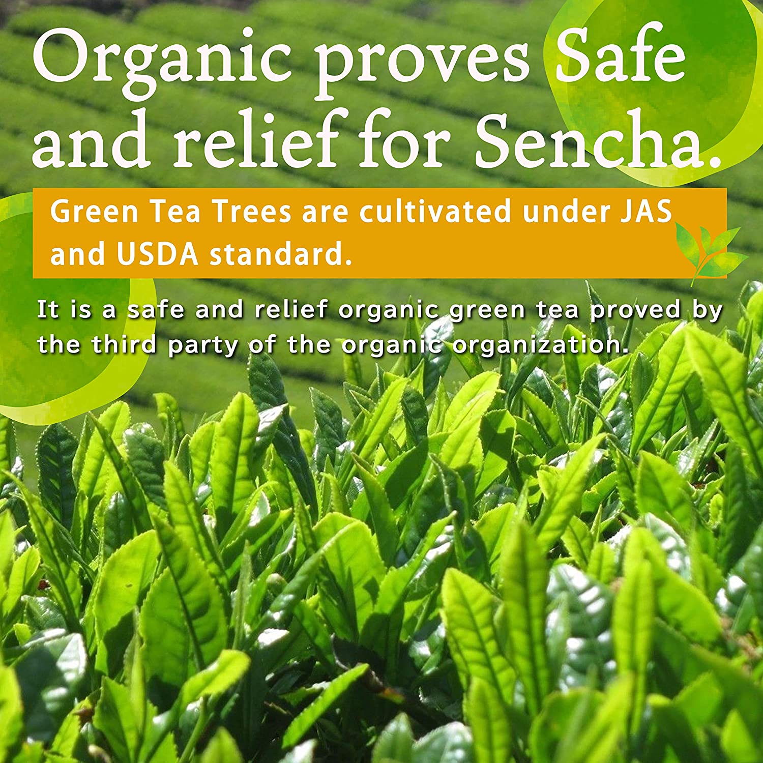 Organic Sencha Green tea Powder - Yamasan Co., Ltd.