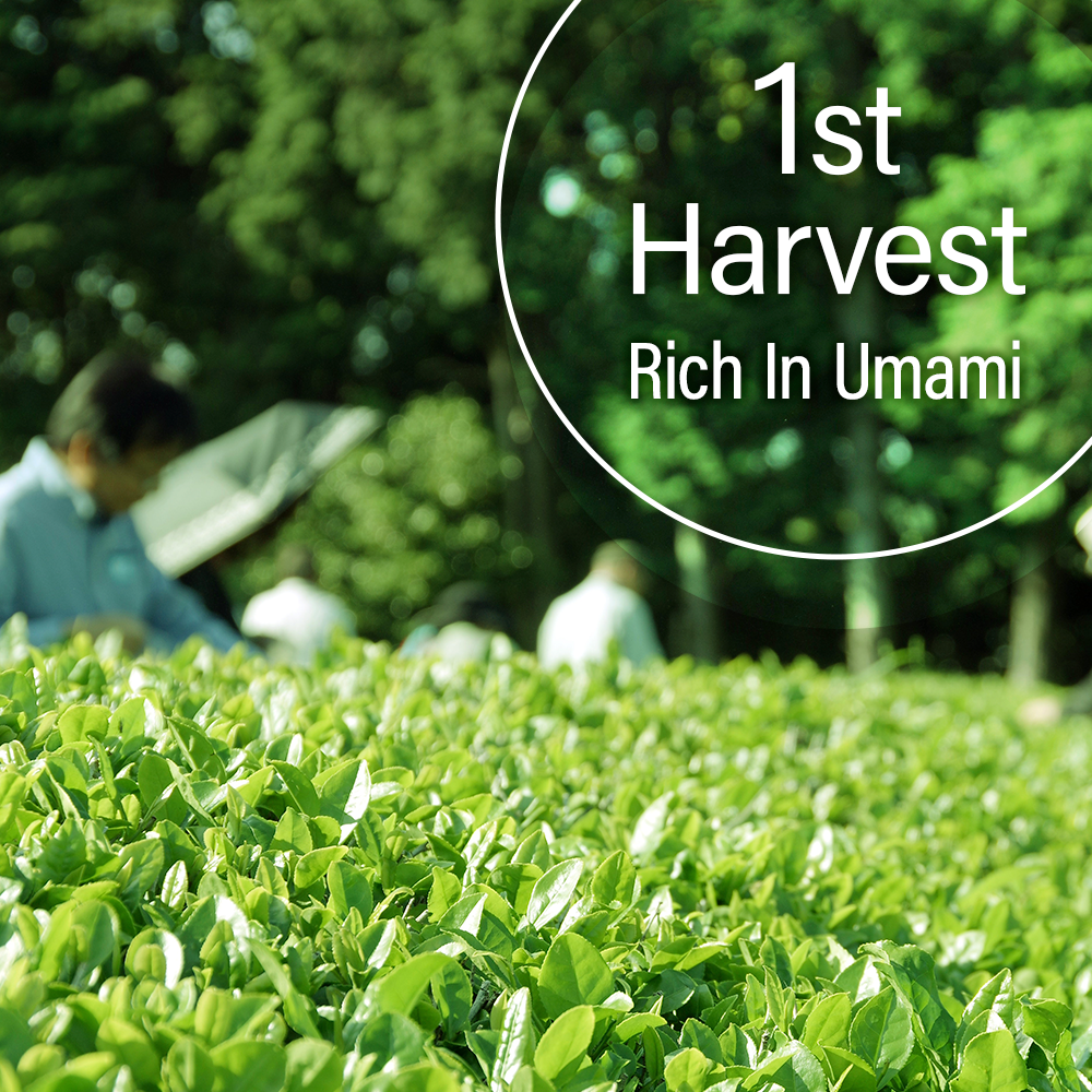 Single Origin Uji Matcha SAMIDORI 1.0 - Yamasan Co., Ltd.