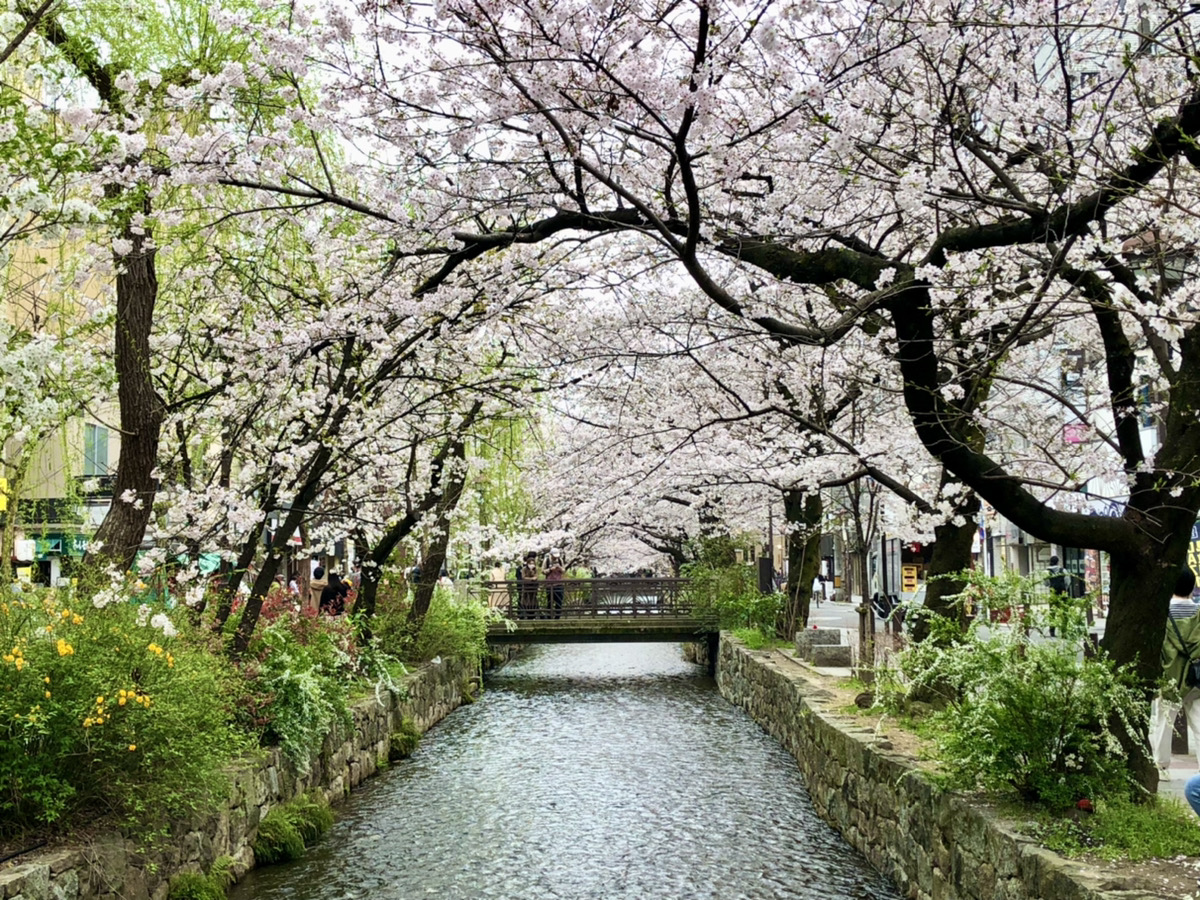 🌸Pink Up With Japanese Sakura🌸 - Yamasan Co., Ltd.