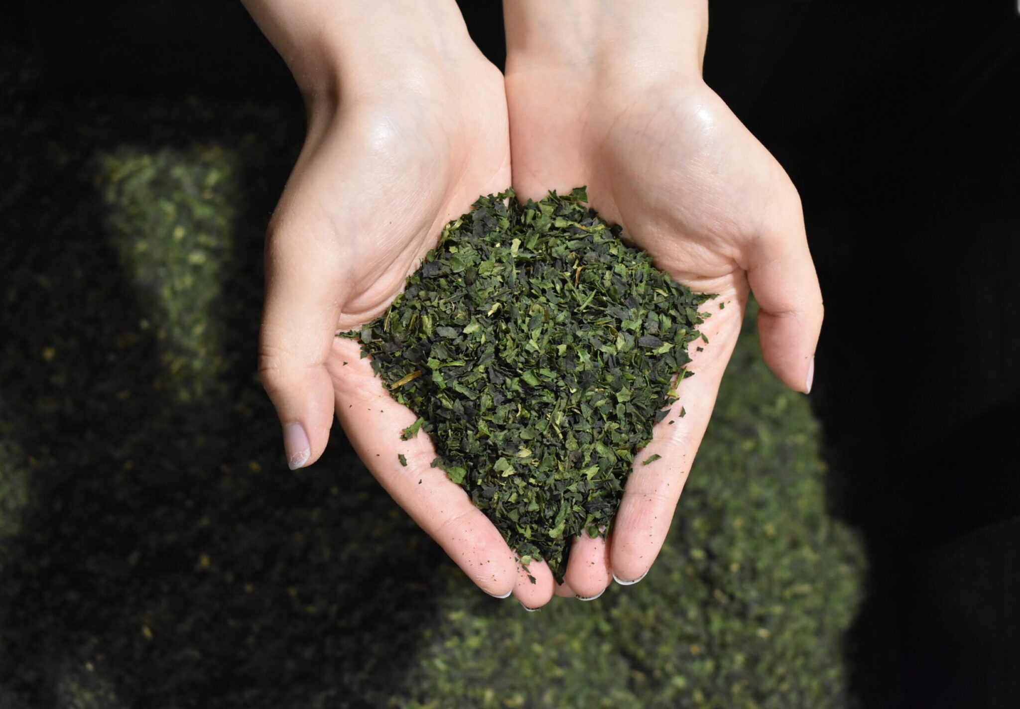 The Matcha Shortage and Japan's Supply Chain Woes - Yamasan Co., Ltd.