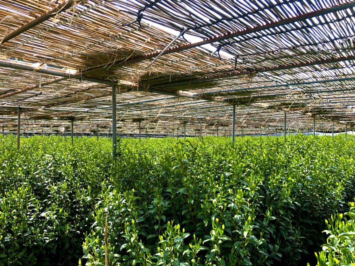 Wholesale - Yamasan Co., Ltd.